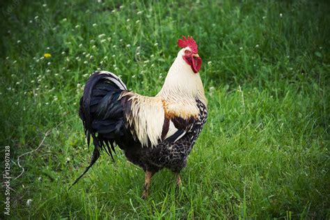 Cock Stock Photo Adobe Stock