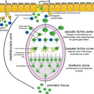 Figuur Schematische Voorstelling Van De Ontwikkeling Van Een Download Scientific Diagram