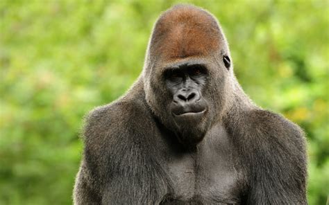 Gorilla Wallpaper 2560x1600 46246