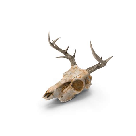 Deer Skull Png Images And Psds For Download Pixelsquid S11862895d