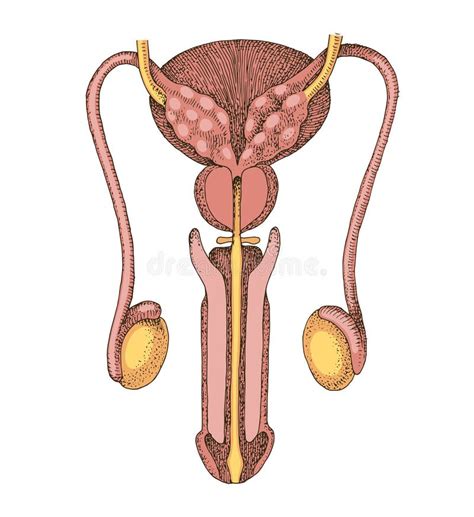 Internal Sex Organs Stock Illustrations 107 Internal Sex Organs Stock