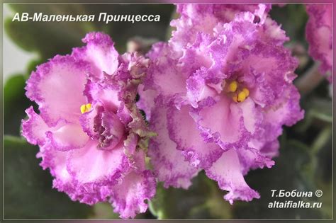 Фиалки на Алтае