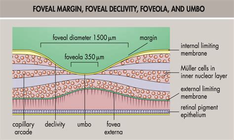 The Different Regions Of The Macula