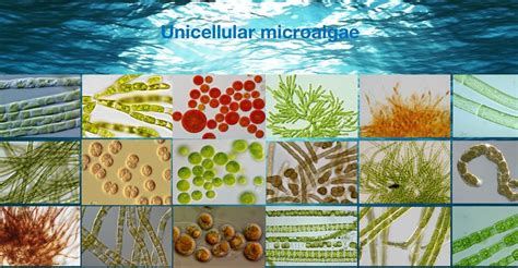 Microalgae Synthesis Firm Demeter Nears 100m Yuan In Pre A Round Funds Pandaily