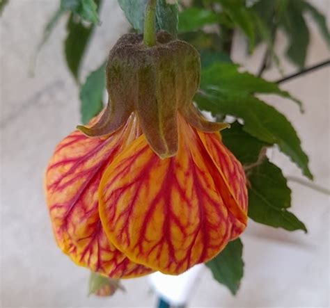 The Gobbett Nursery Rare Plant Fair