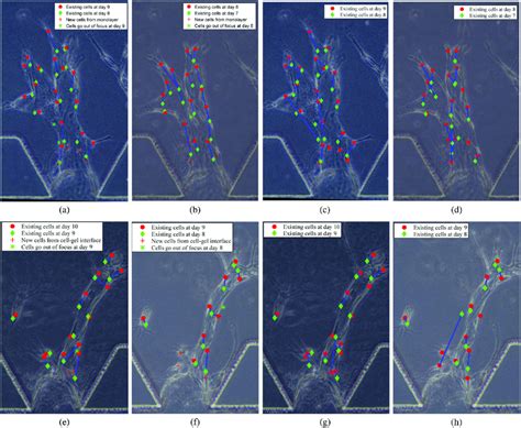 Cell Tracking Examples A D For Example 1 And E H For Example