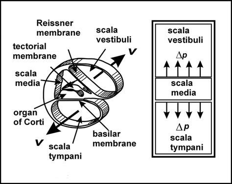 Scala Media Scala Vestibuli Scala Media Scala Tympani Speech And Hearing Physiology