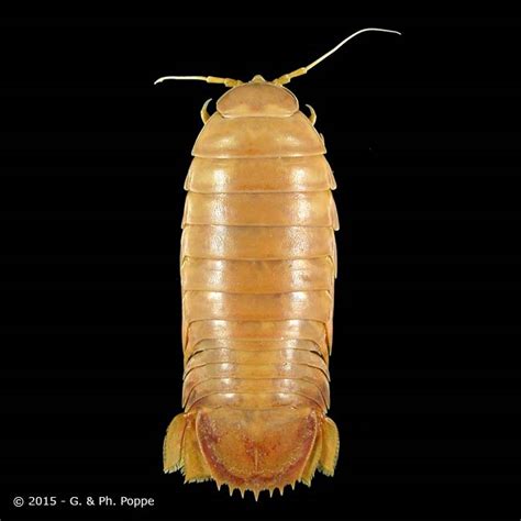 Bathynomus Doederleinii Crustaceology