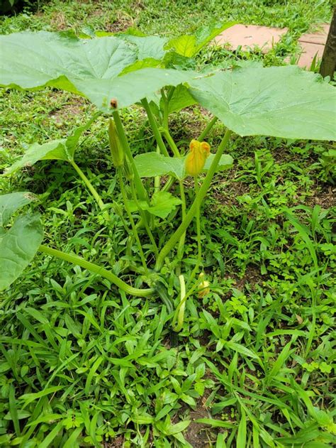Squash Or Cucumber R Gardening