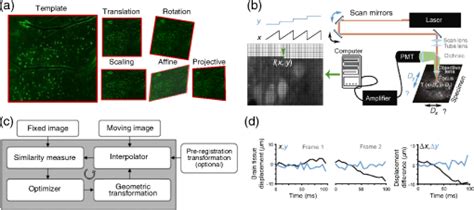 Review On Data Analysis Methods For Mesoscale Neural Imaging In Vivo