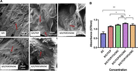 A Sem Images Showing Cell Attachment On Scaffold Surface B Mtt Assay Of