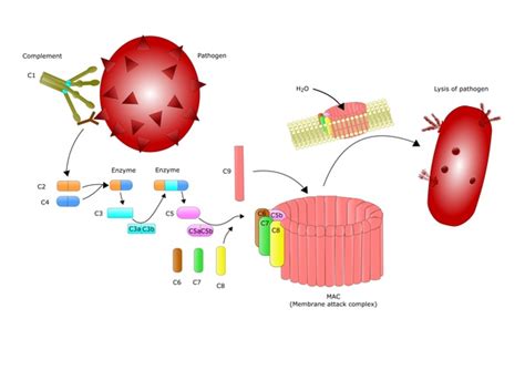 Complement Deficiency Disorders Causes Diagnosis And Treatment