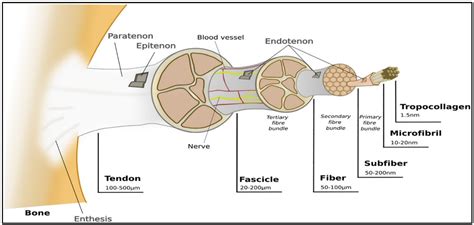 Decellularized Extracellular Matrix Based Bioinks For Tendon Regeneration In Three Dimensional