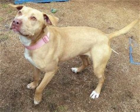 Best Pitbull Lab Mix Images On Pinterest Lab Mixes Pitbull Lab Mix And Black Labrador