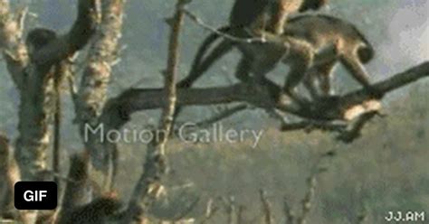 Naughty Monkey 9GAG