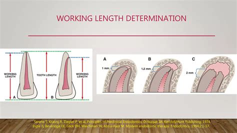 Structure Of Root Apex PPTX