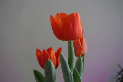 추식 구근튤립 수선화 무스카리 심기 심는시기 키우기 네이버 블로그