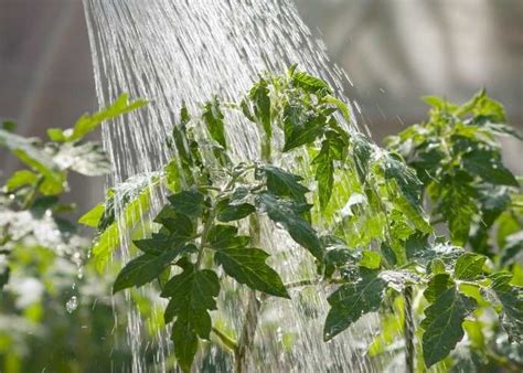 Signs Of Overwatering Young Tomato Plants At Leonard Gagliano Blog
