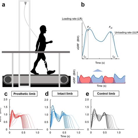 a diagram of split belt instrumented treadmill with handrails used in