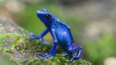 Animales Azules