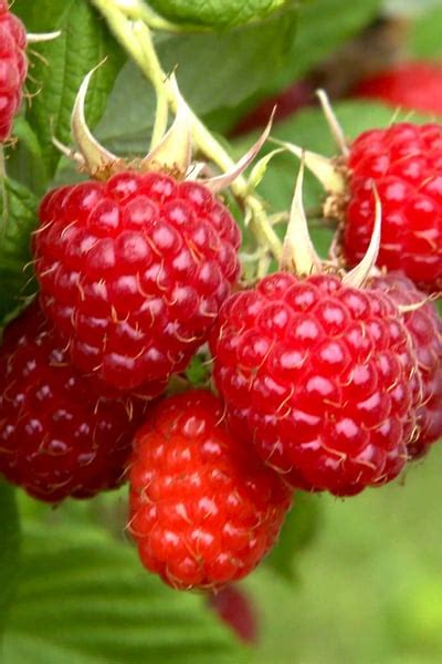 Buy Bushel And Berry Raspberry Shortcake Bush Free Shipping Wilson Bros Gardens 3 Gallon