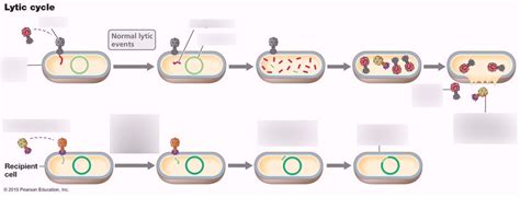 Mmg 301 Module 18 Generalized Transduction Diagram Quizlet