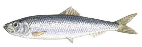 Clupea Harengus
