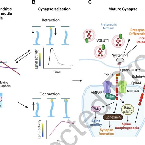 Models Of Ephb2 And Nmdar Interaction Domains Left Is An Alphafold Download Scientific Diagram
