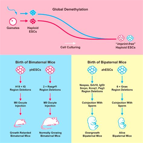 Scientists Have Produced Healthy Mice From Same Sex Parents World Economic Forum