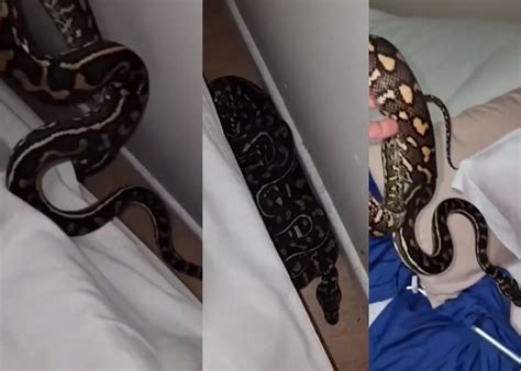 Carpet Python Found Nestled Between The Bed And The Wall VIDEO