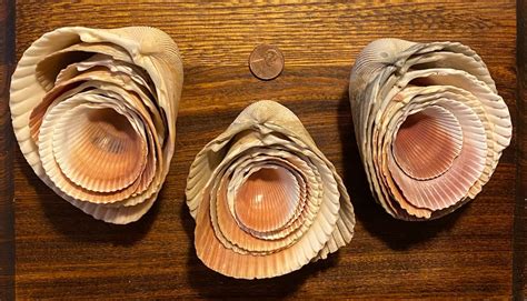 Three Sets Of Giant Cockle Shells 21 Shells 7 Per Set Etsy