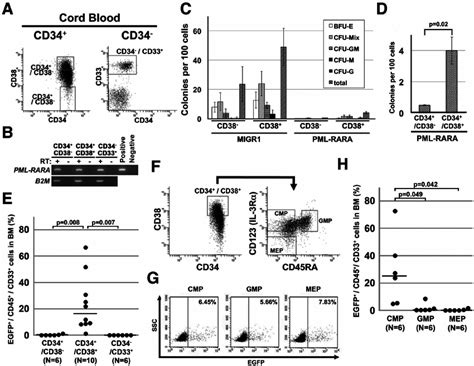 Pml Rara Targeted Human Common Myeloid Progenitors For Apl