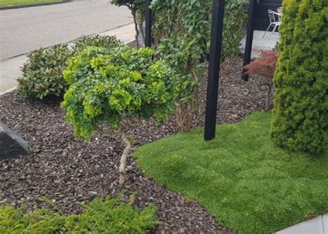 Mose Eg Colortræflis® Sandmanden