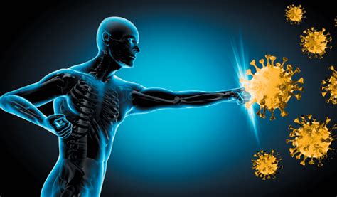 An Explanation Of How The Immune System Works