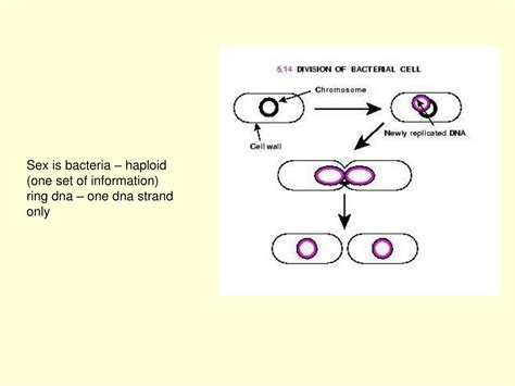 PPT Bacteria PowerPoint Presentation Free Download ID