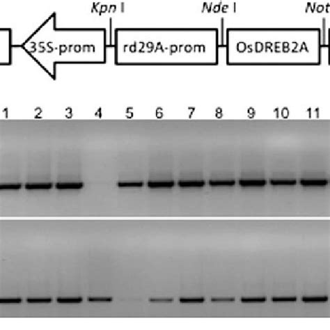 A Schematic Representation Of T Dna Region Of Binary Vector Pgreen0179