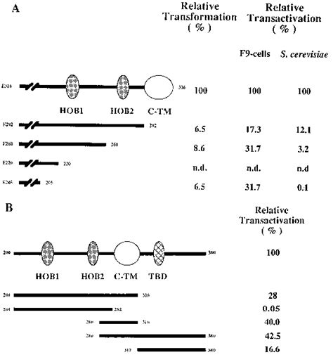 A Effects Of C Terminal Truncations On The Transactivating Potential