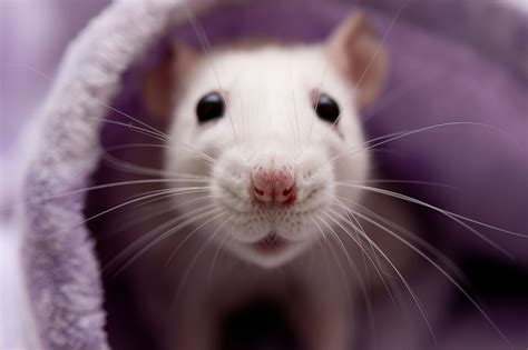 Rat Personality Intelligence And Care