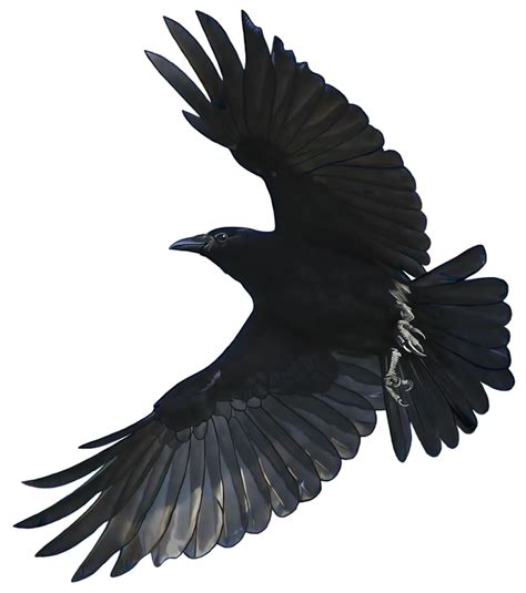 Crows Flying Clipart