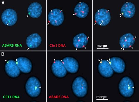 Figures And Data In Asar Lncrnas Control Dna Replication Timing Through Interactions With