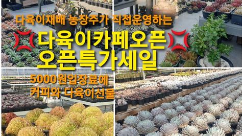 다육이재배 농장 사장님이 직접 운영하는 💢다육이카페오픈 특가세일💢 다육이재배농장 다육이카페오픈세일 대품창50특가 다육이재배농장구경 블루드레곤 라울 국민다육이
