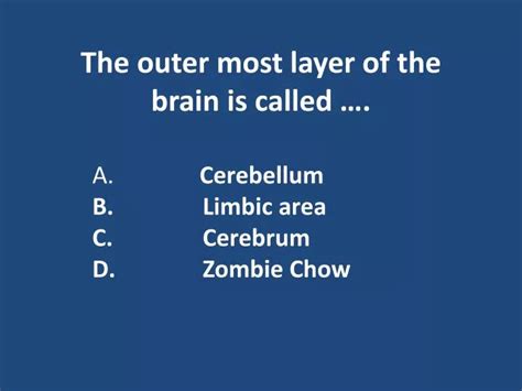 PPT The Outer Most Layer Of The Brain Is Called PowerPoint Presentation ID