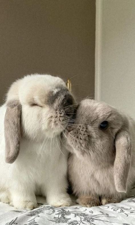 Cute Bunny Aesthetic