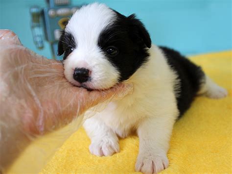 보더콜리입양 바다 골든리트리버분양 사모예드분양 라브라도리트리버분양 도베르만분양