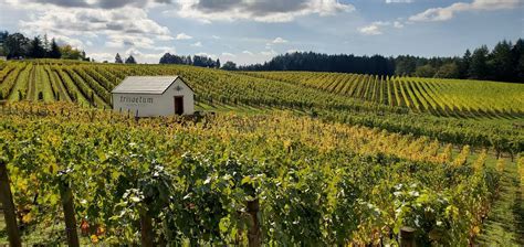Oregon Wine Tours Best Wine Tours Around Portland
