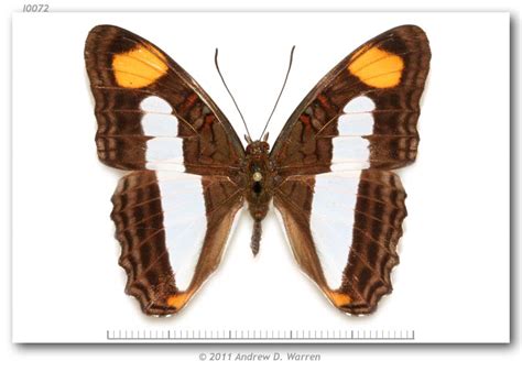 Adelpha Serpa Celerio Pinned Specimens Page 2