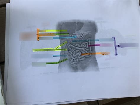 Lab Final Diagram Quizlet Lab Final Diagram Quizlet