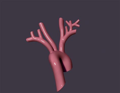 Human Aorta 3d Model 3d Printable Cgtrader