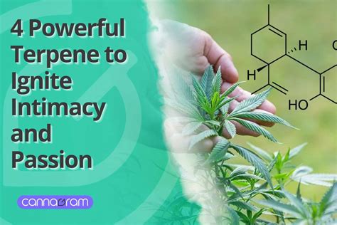 4 Powerful Terpene To Ignite Intimacy And Passion