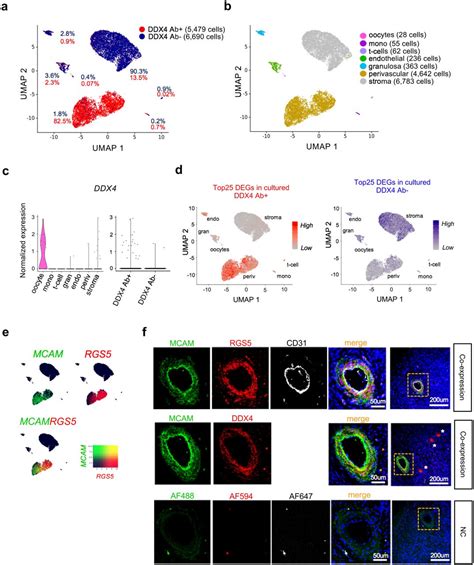 Representative Region Of The Ovarian Cortex